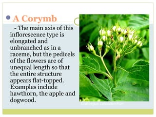 Inflorescence by pooja | PPT