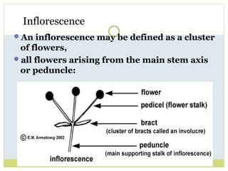 Inflorescence by pooja | PPT