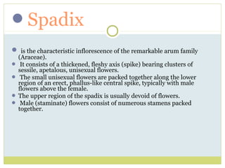 Inflorescence by pooja | PPT