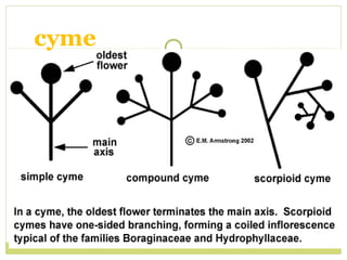 Compound Cyme