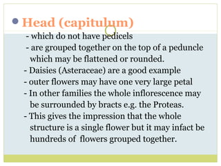 Inflorescence by pooja | PPT