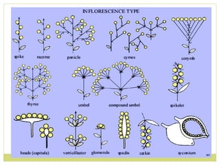 Inflorescence by pooja | PPT