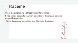 Inflorescence1 | PPT