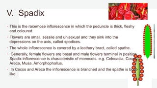 Inflorescence1 | PPT
