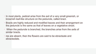 Inflorescence1 | PPT