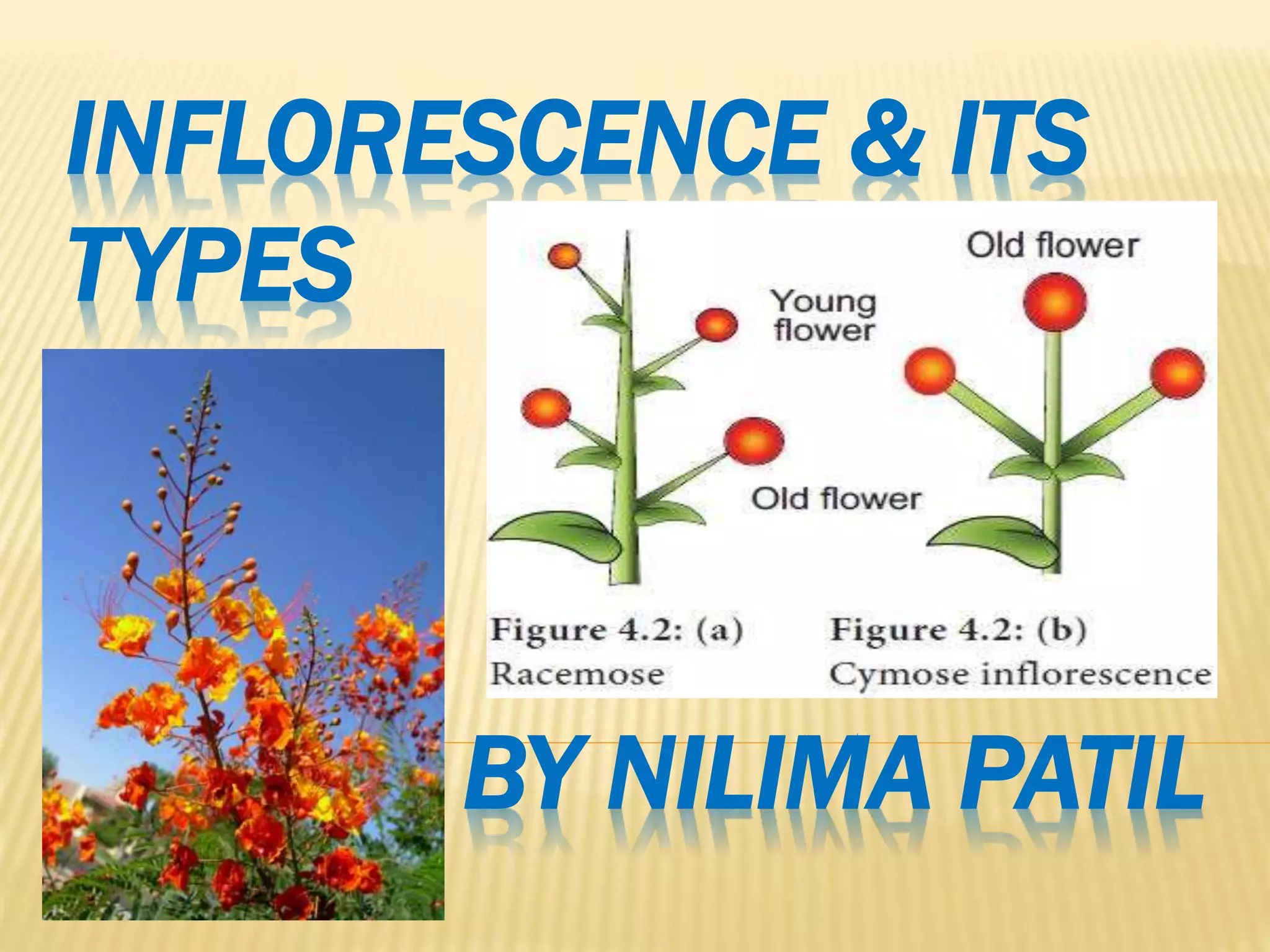Inflorescence and its types | PPTX