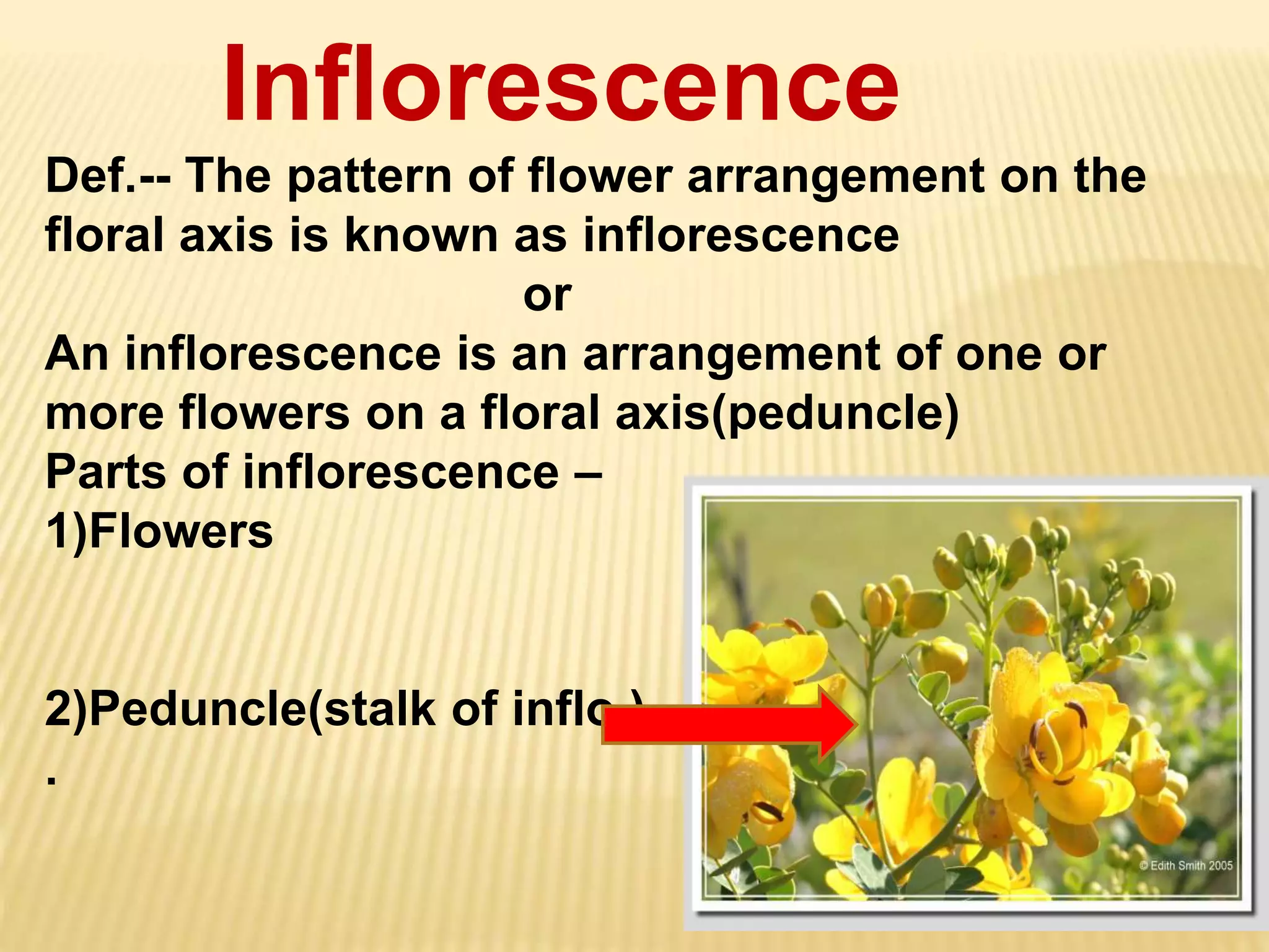 Inflorescence and its types | PPTX