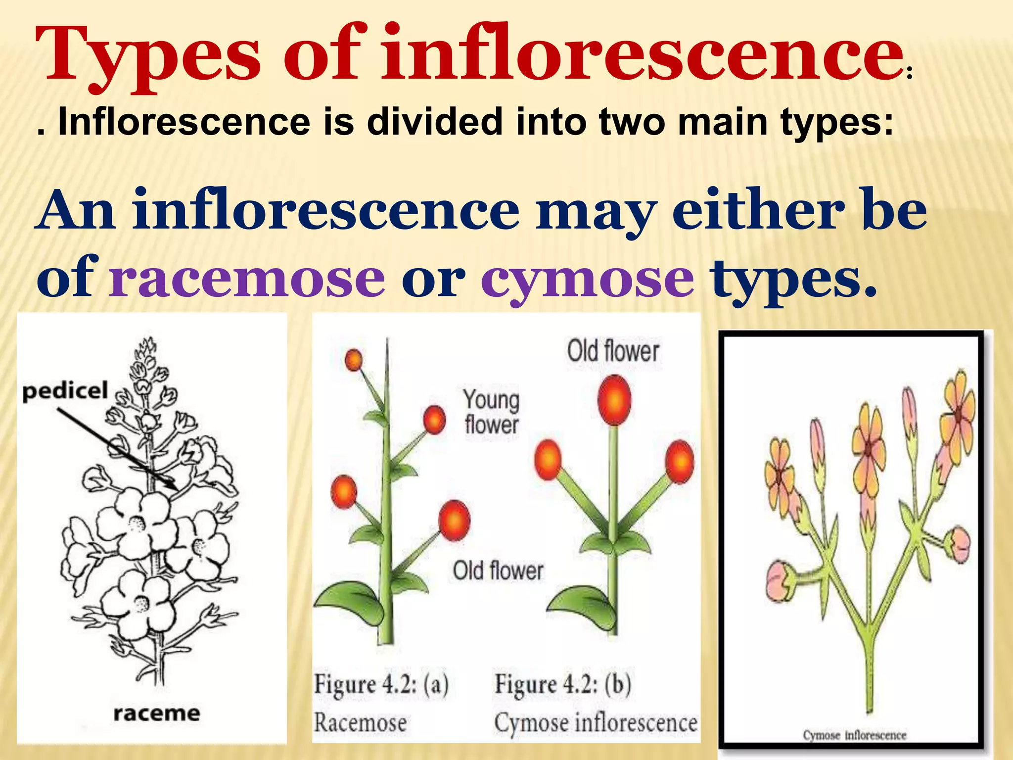 Inflorescence and its types | PPTX
