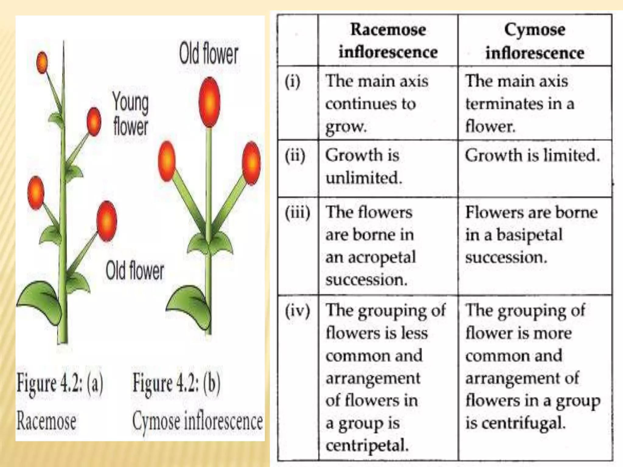 Inflorescence and its types | PPTX