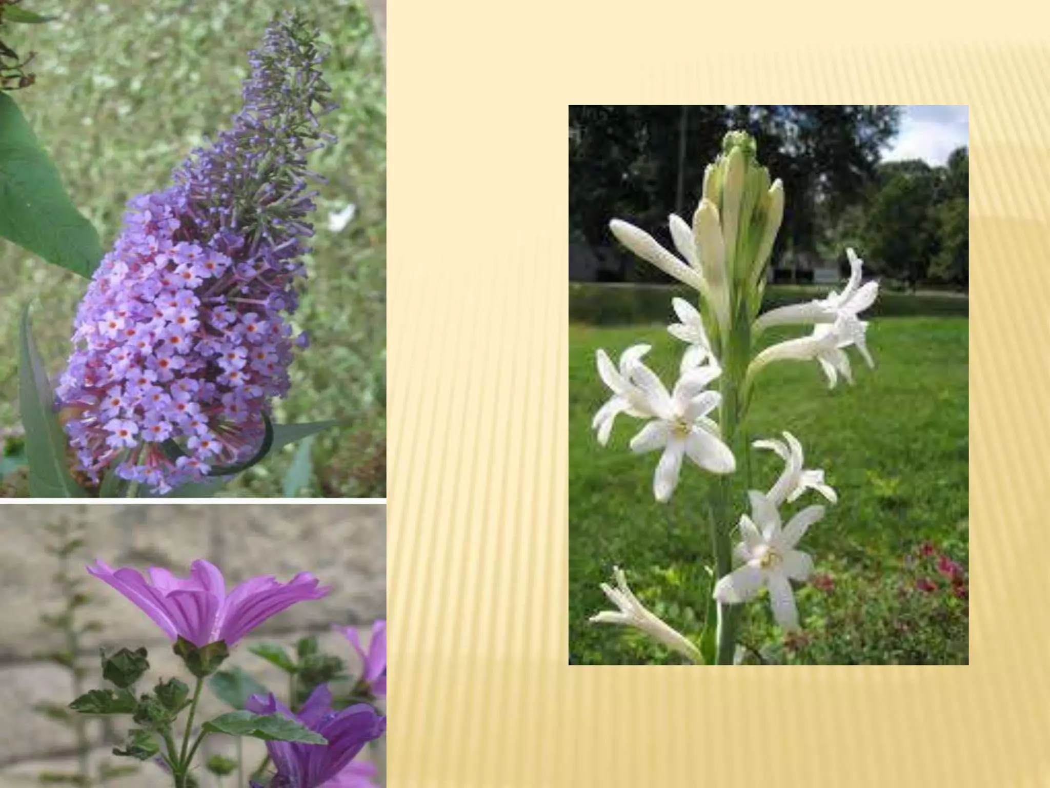 Inflorescence and its types | PPTX
