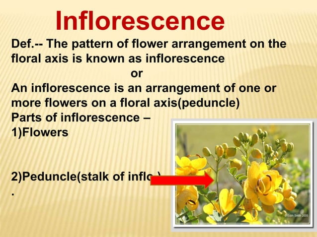 Inflorescence and its types | PPTX