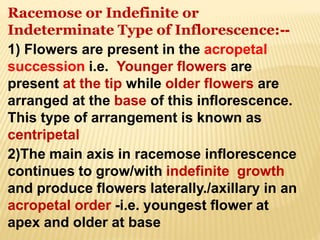 Inflorescence and its types | PPTX