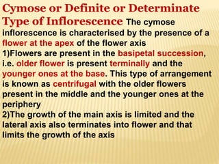 Inflorescence and its types | PPTX