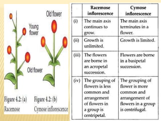 Inflorescence and its types | PPTX