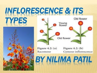 Inflorescence Types