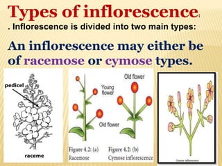 Inflorescence and its types | PPT