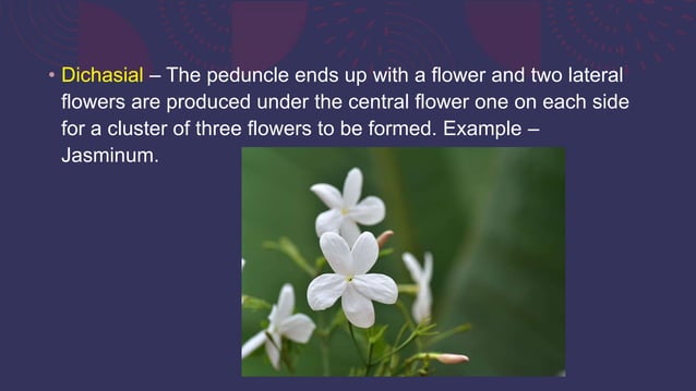 Botany: Inflorescence , Placentation & Seed .pptx