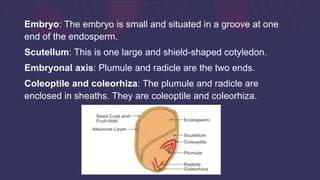 Botany: Inflorescence , Placentation & Seed .pptx