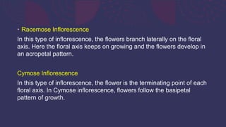 Botany: Inflorescence , Placentation & Seed .pptx