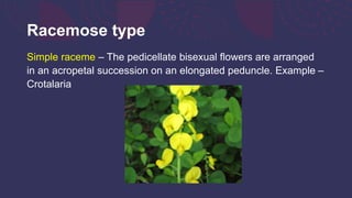 Botany: Inflorescence , Placentation & Seed .pptx