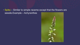 Botany: Inflorescence , Placentation & Seed .pptx