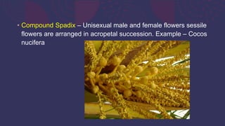 Botany: Inflorescence , Placentation & Seed .pptx