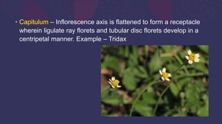 Botany: Inflorescence , Placentation & Seed .pptx