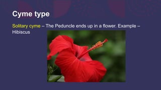 Botany: Inflorescence , Placentation & Seed .pptx