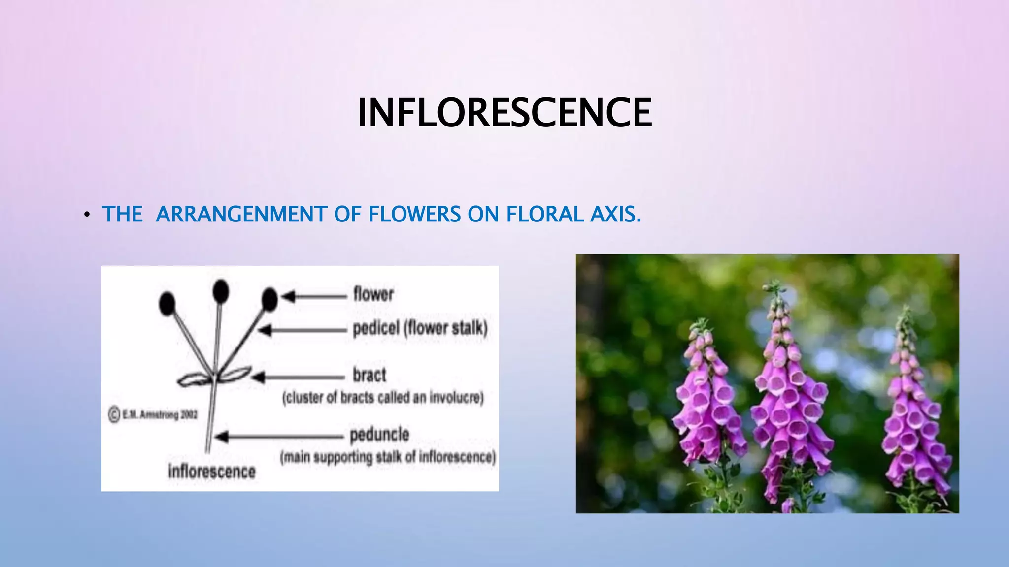 inflorescence ppt.pptx