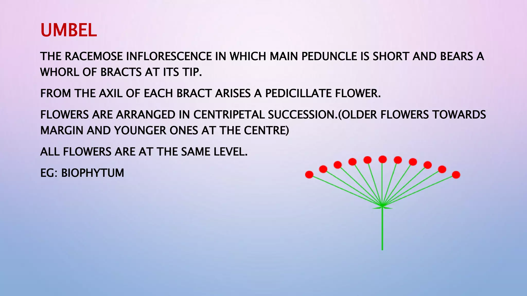inflorescence ppt.pptx