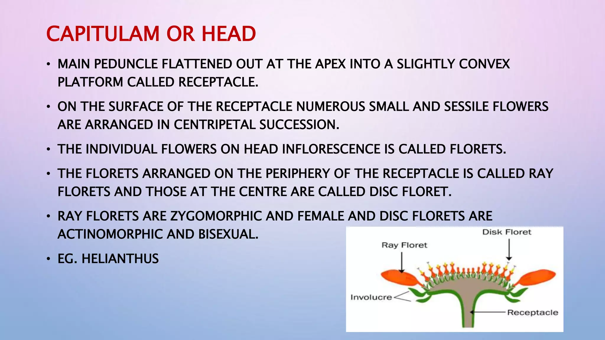 inflorescence ppt.pptx