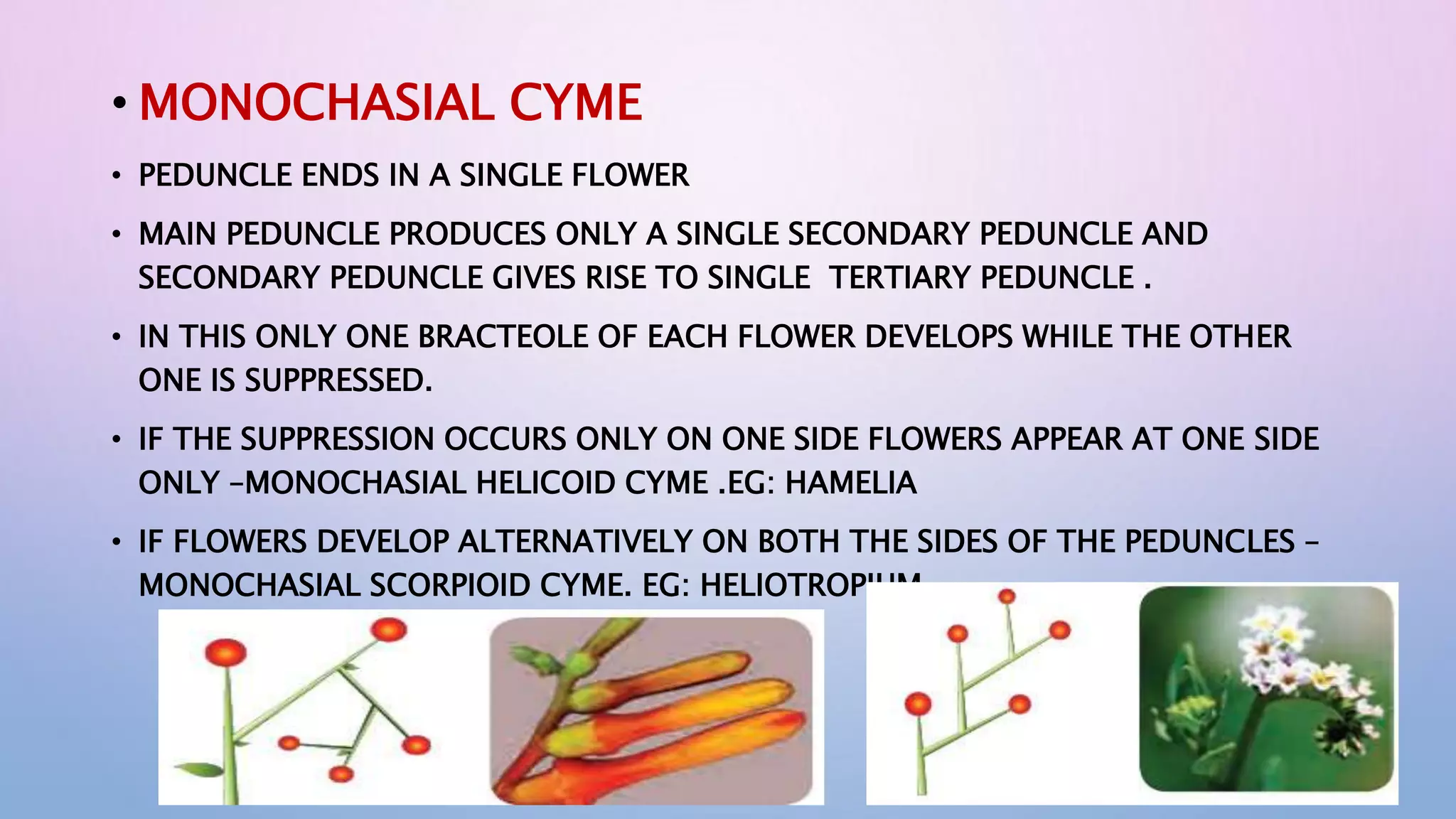 inflorescence ppt.pptx