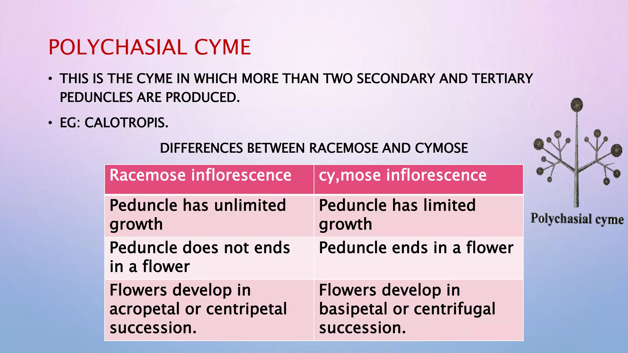 inflorescence ppt.pptx