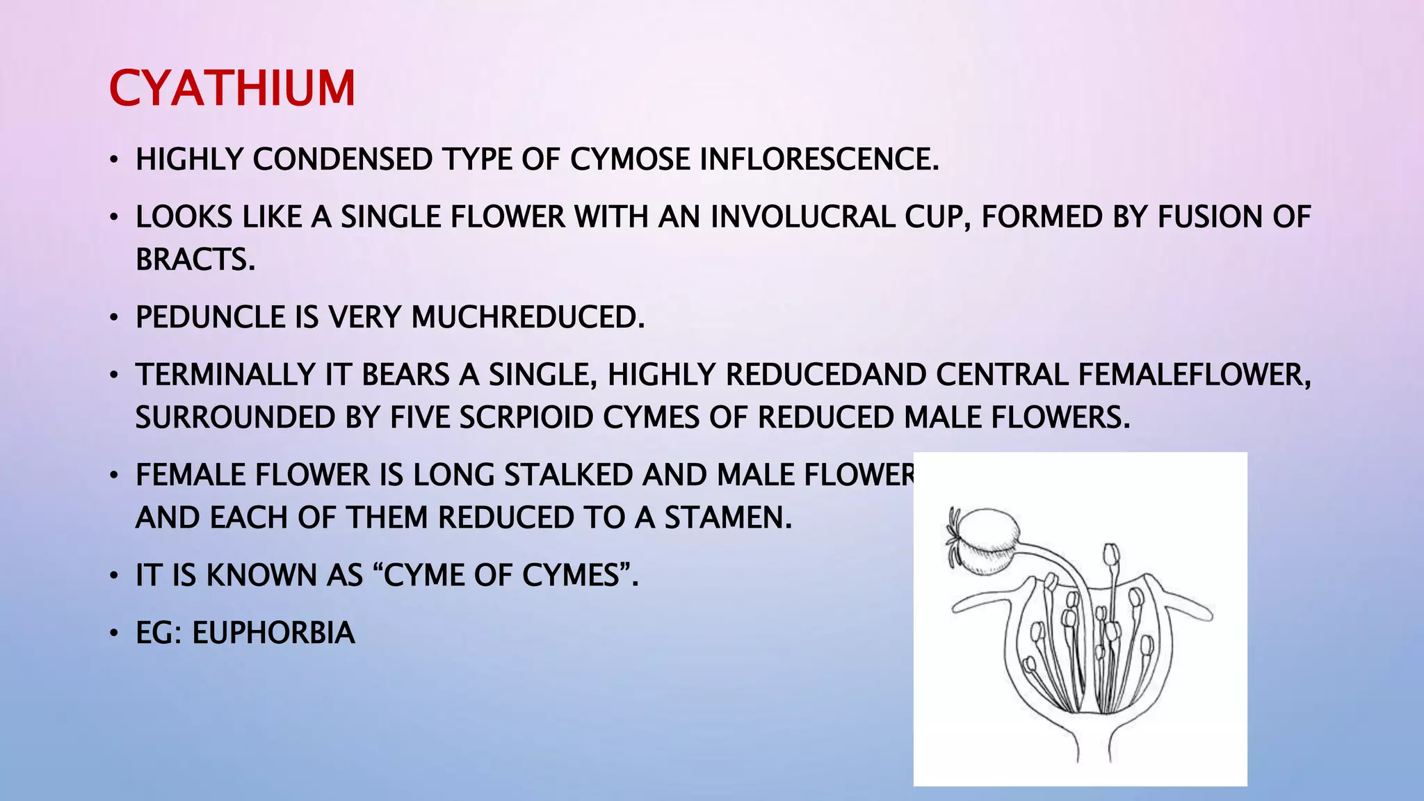 inflorescence ppt.pptx
