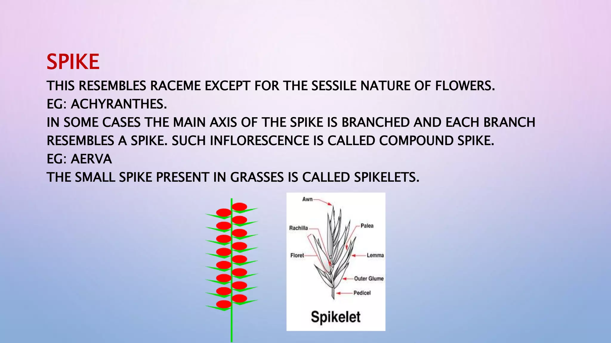 inflorescence ppt.pptx
