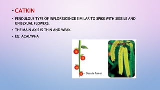 inflorescence ppt.pptx