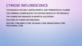 inflorescence ppt.pptx