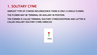 inflorescence ppt.pptx