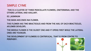inflorescence ppt.pptx
