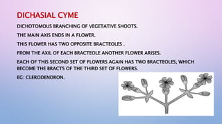 inflorescence ppt.pptx