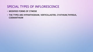 inflorescence ppt.pptx
