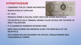 inflorescence ppt.pptx