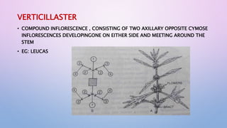 inflorescence ppt.pptx