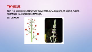 inflorescence ppt.pptx