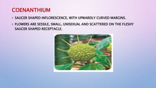 inflorescence ppt.pptx