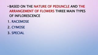 inflorescence ppt.pptx