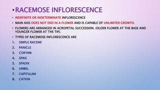 inflorescence ppt.pptx