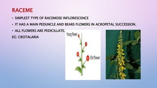inflorescence ppt.pptx