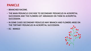 inflorescence ppt.pptx