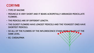 inflorescence ppt.pptx